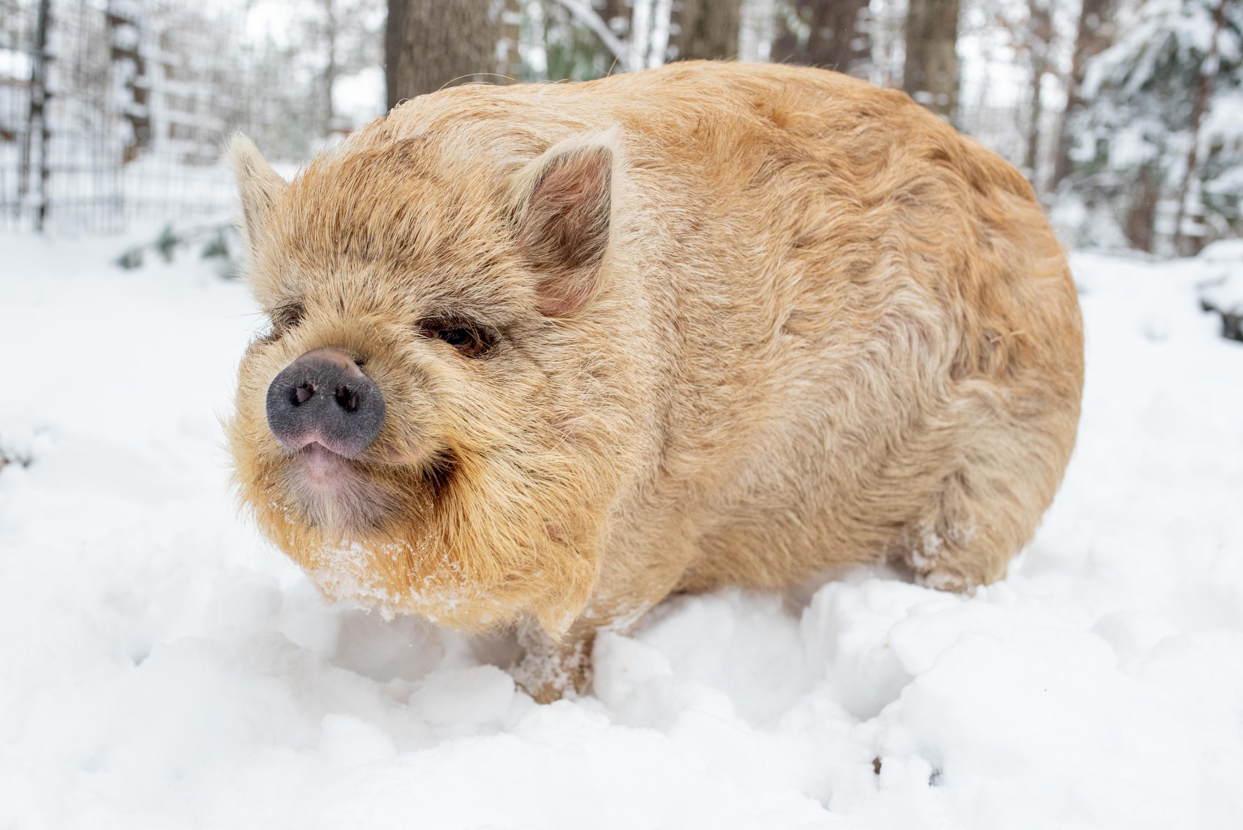 Kune Kune pigs piglets for sale in MA NH CT ME