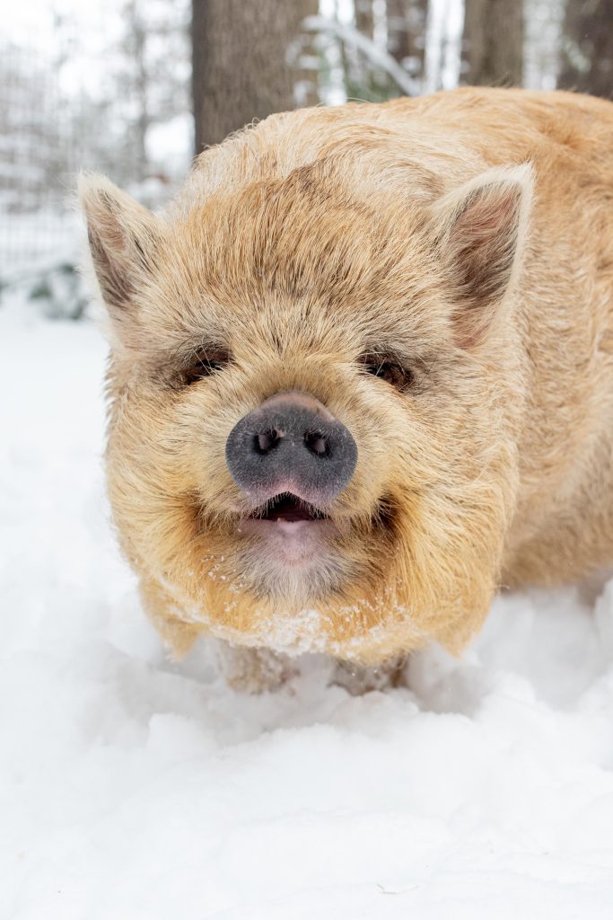 Ginger Bee Farm Kune Kunes | Kune Kune Feeding and Feed Conversion