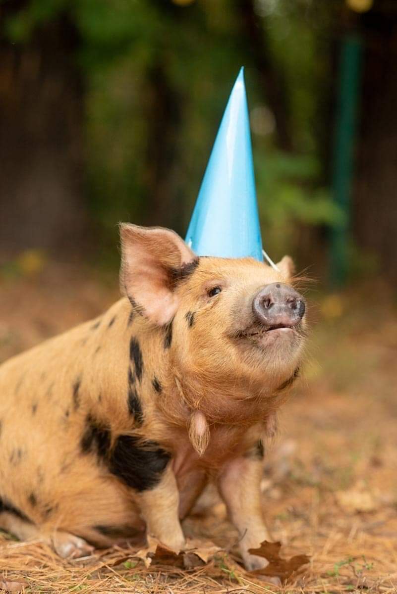 Contact us for Information about Kune Kunes - Ginger Bee Farm Kune Kunes