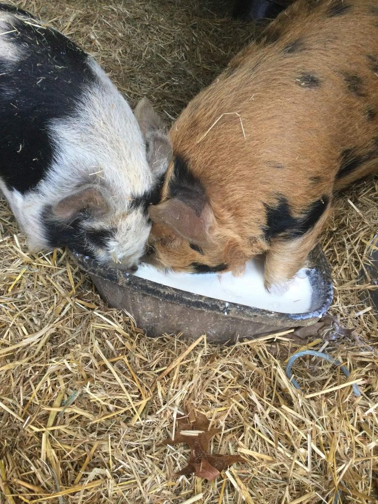 Ginger Bee Farm Kune Kunes | Kune Kune Feeding and Feed Conversion