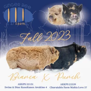 Kune Kune pigs piglets for sale in MA NH CT ME