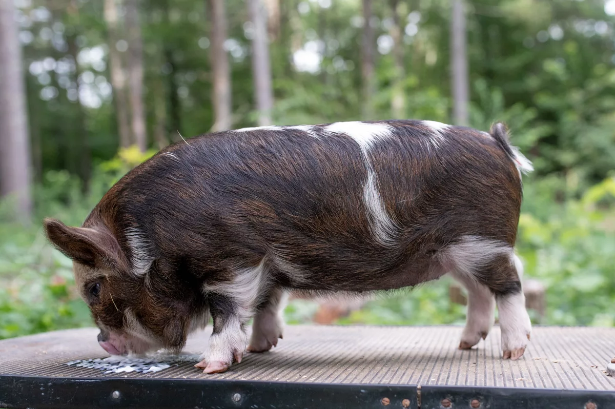Kune Kune pigs piglets for sale in MA NH CT ME