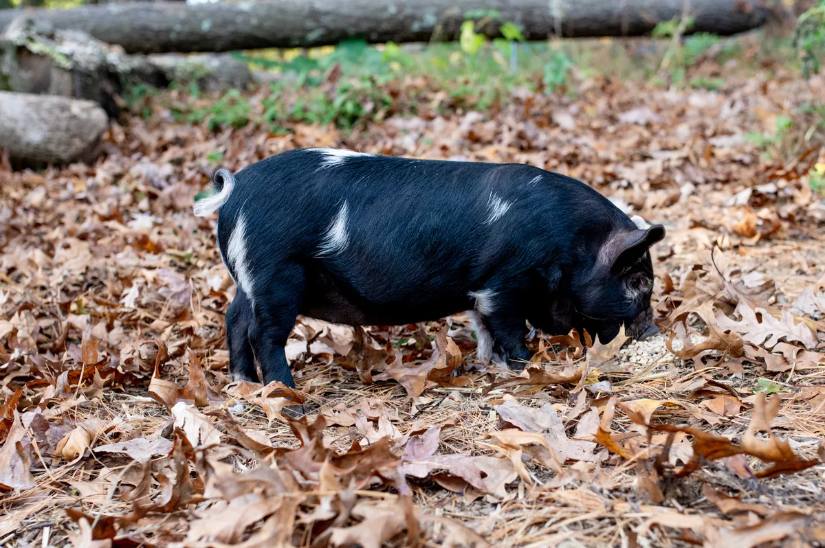 Kune Kune pigs piglets for sale in MA NH CT ME